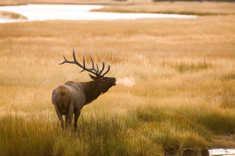 Caribou/Elk/Deer | Lance B. Carter Photography